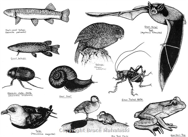 New Zealand Animal Pictures - Sampler1 > Bruce Mahalski > Gallery