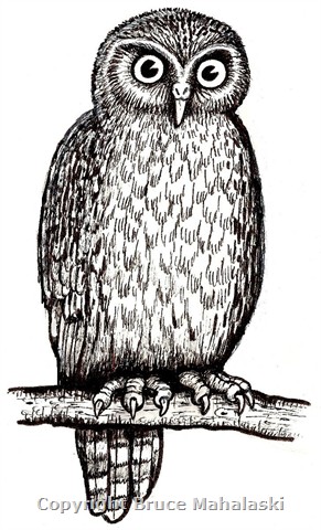 04 -Morepork > Bruce Mahalski > Gallery