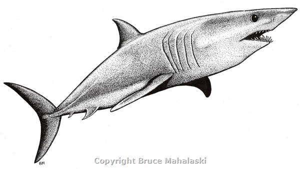 How To Draw A Mako Shark